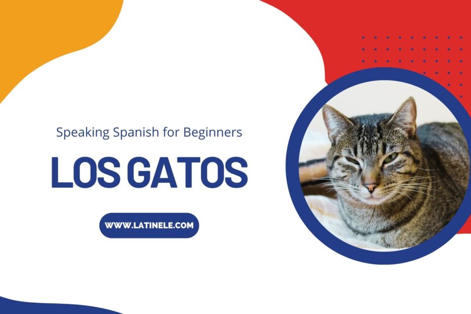 Cat Vocabulary in Spanish - Latin ELE